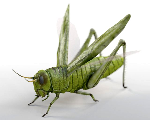 grasshopper rigged low poly pbr insect 3d model