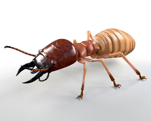 termite rigged hairs insect pbr low poly 3d model