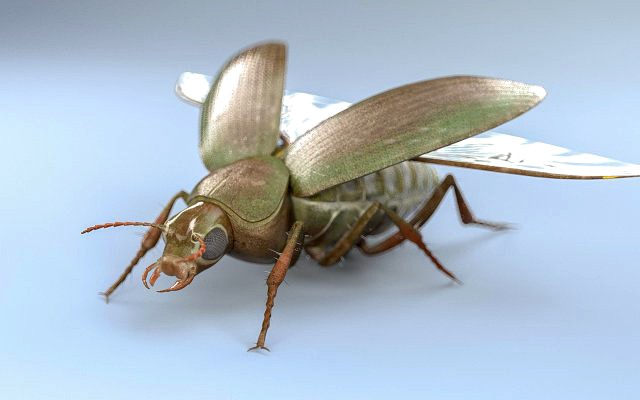 ground beetle insect rigged pbr low poly 3d model