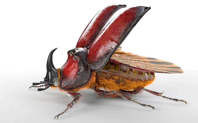 rhinoceros beetle rigged pbr low poly insect 3d model