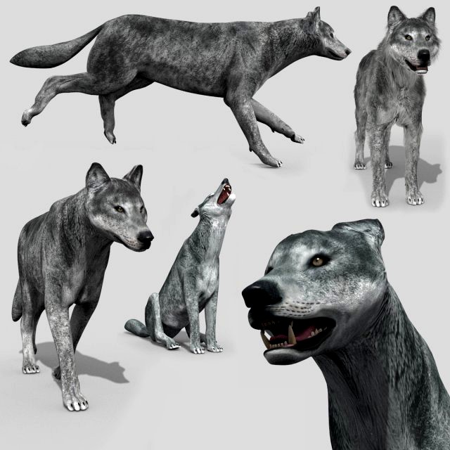 wolfgang - 3d animated wolf model