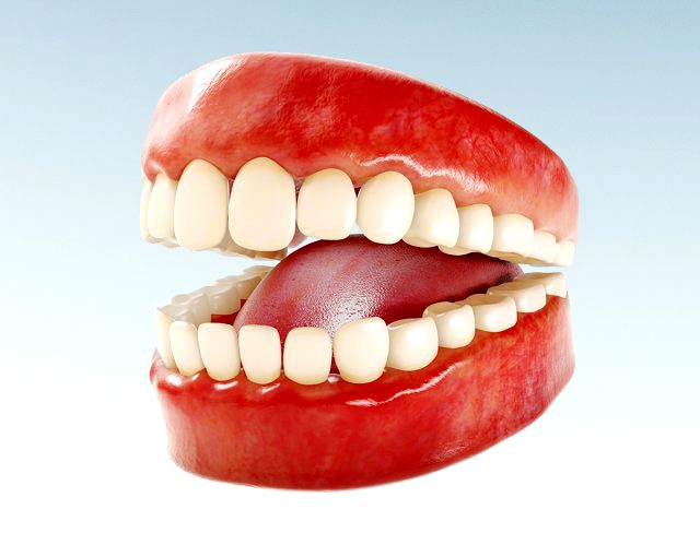 realistic human teeth - mouth for character low-poly 3d model