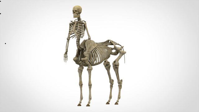 centaur skeleton 3d model