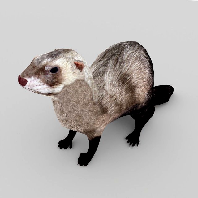 ferret 3d model