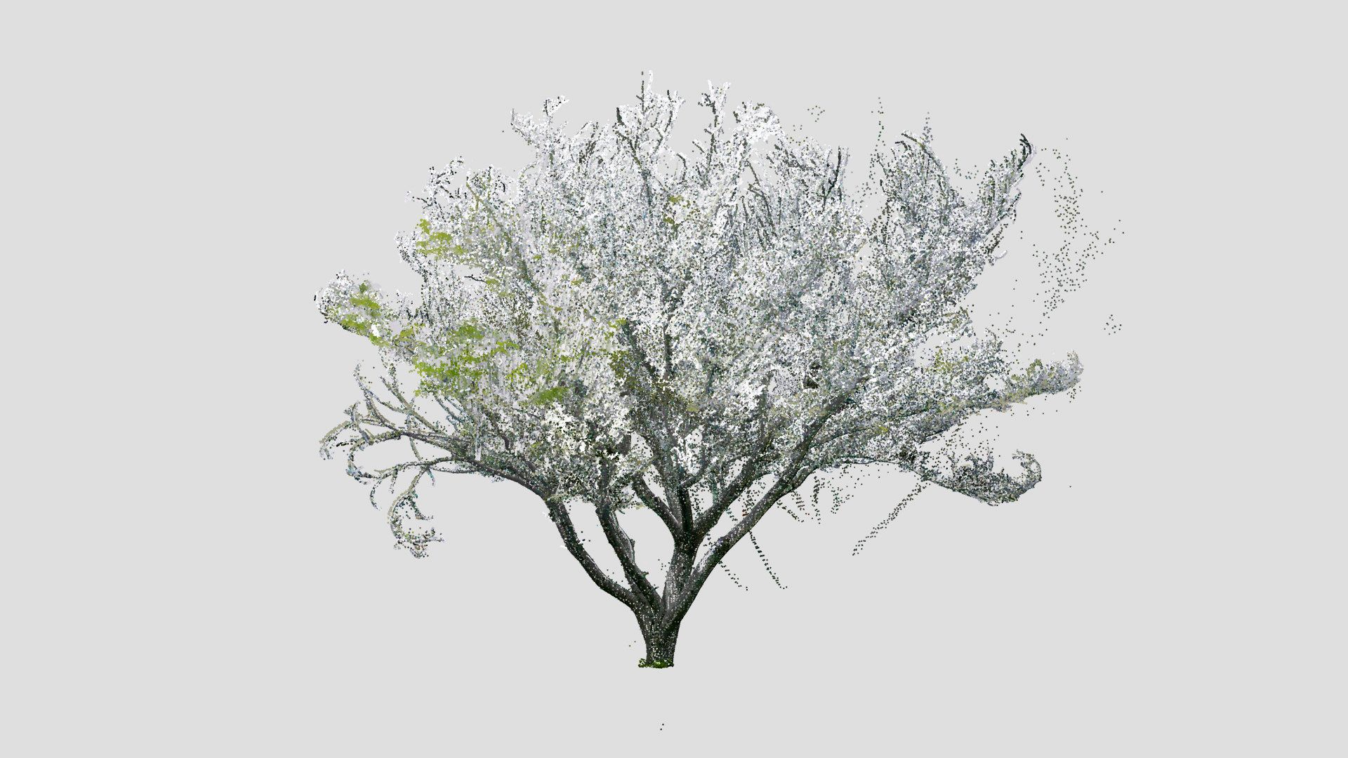 Tree Point Cloud 3d model