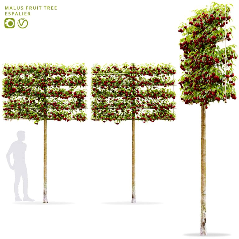 Apple tree on trellis | Malus fruit tree espalier (345654) 3d model