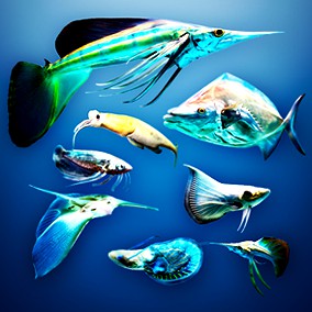 Alien Fish for School System - Scifi Fantasy Creatures 3d model