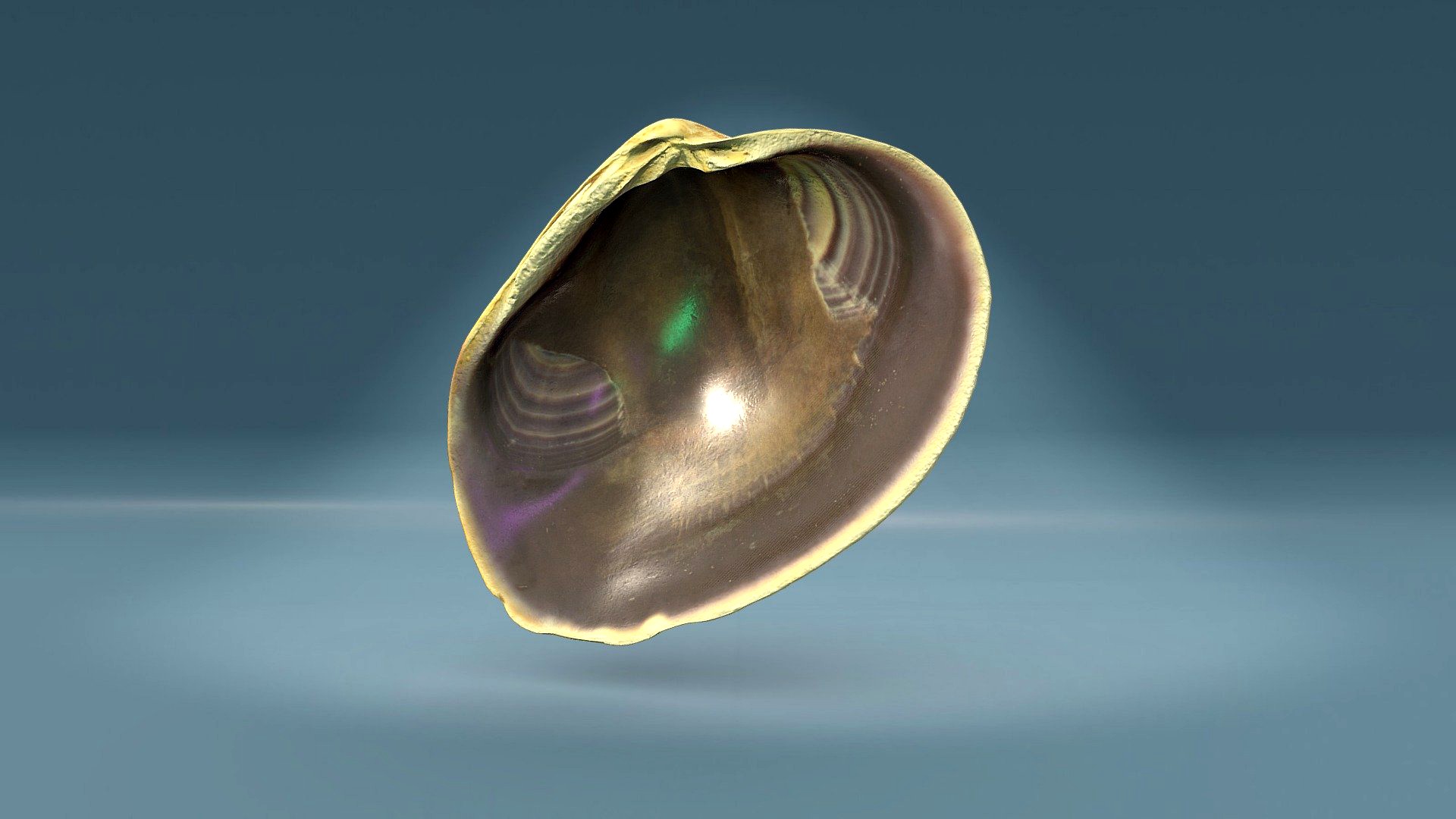 Clam Shell 3d model