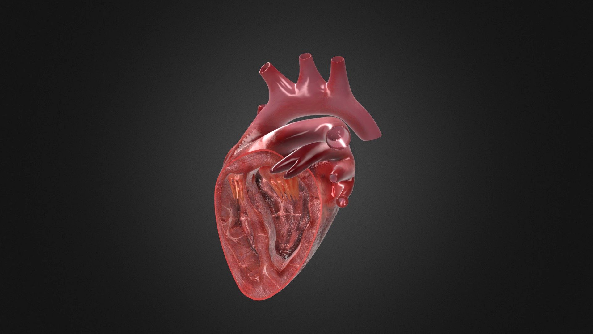 Human Heart Cutaway Anatomy 3d model