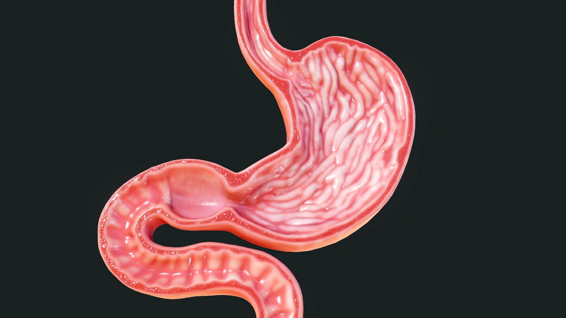 Human Stomach 3d model