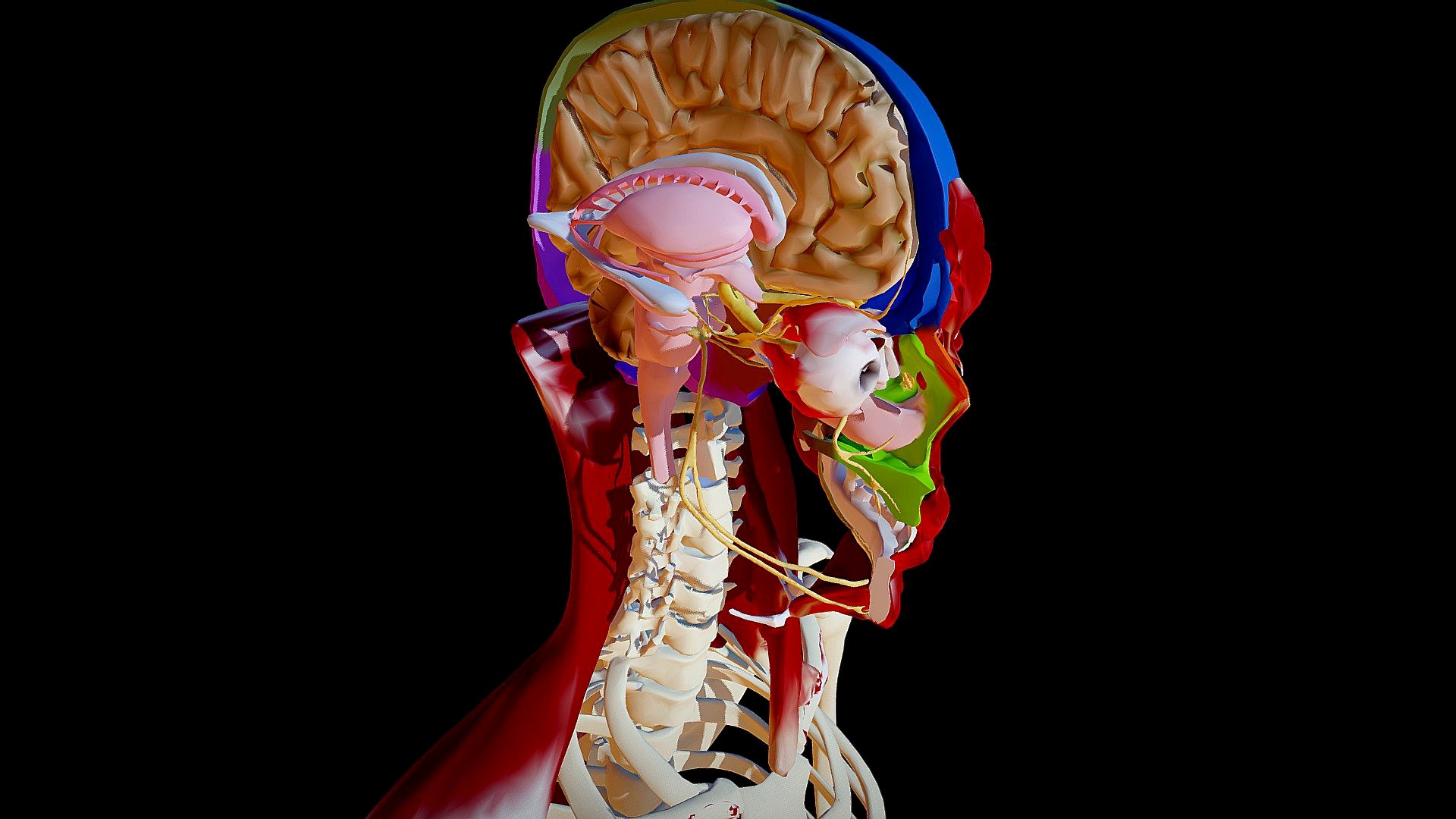 Human Head Anatomy 3d model