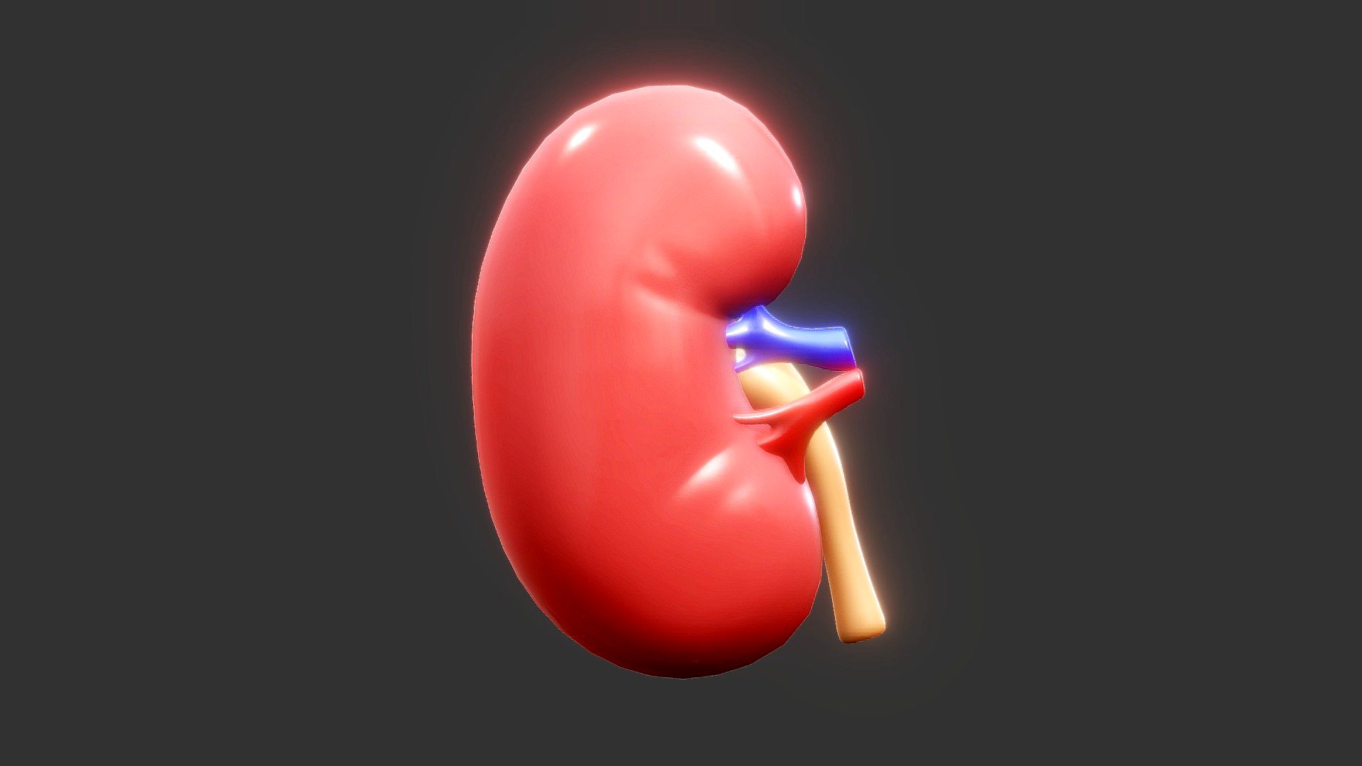 Human Kidney 3d model