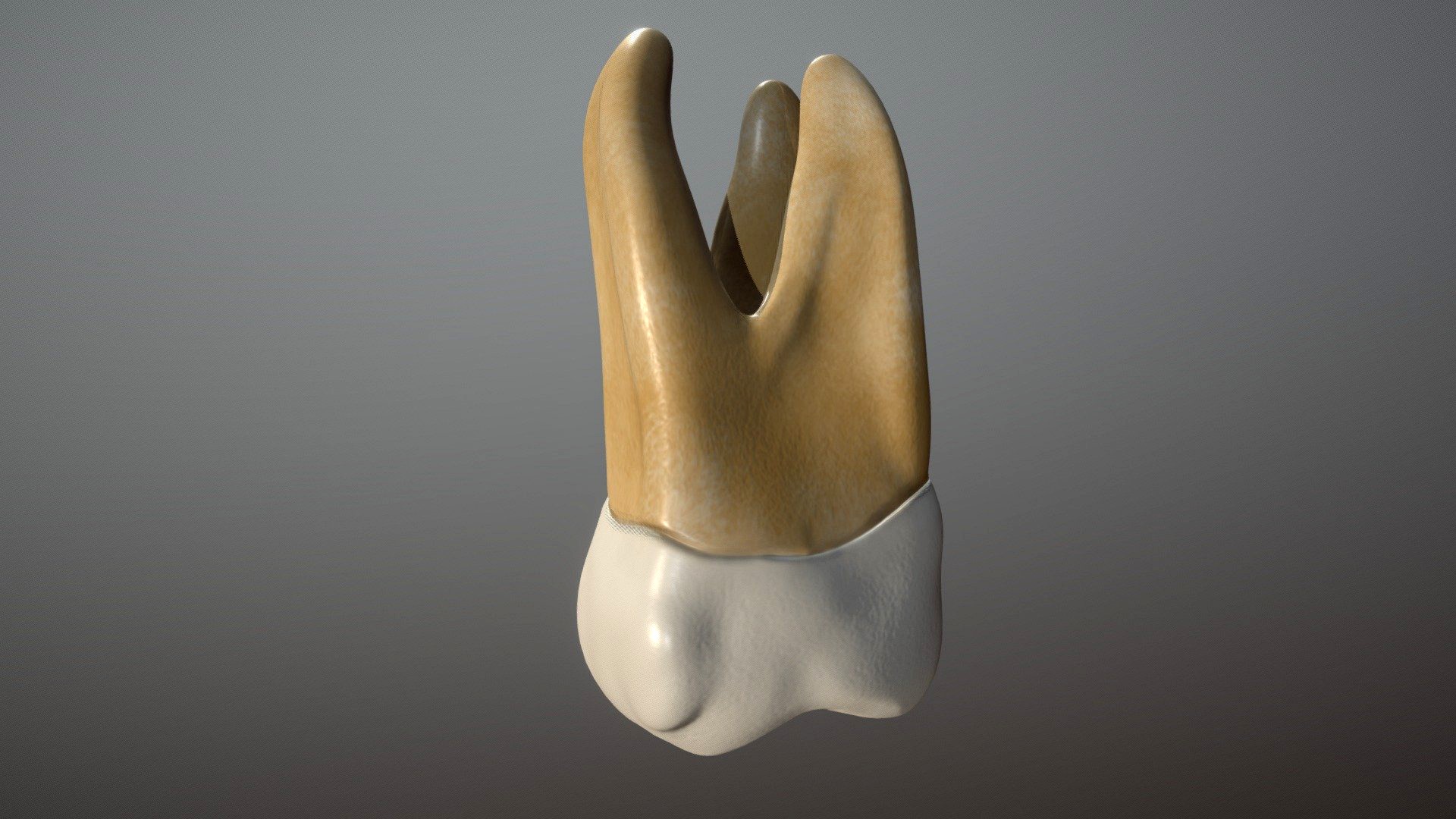 Maxillary First Molar 3d model