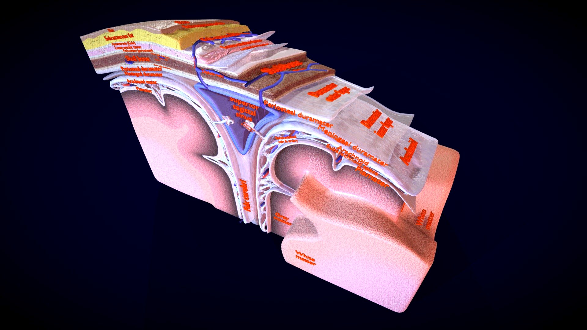 Brain meninges labelled detailed 3d model