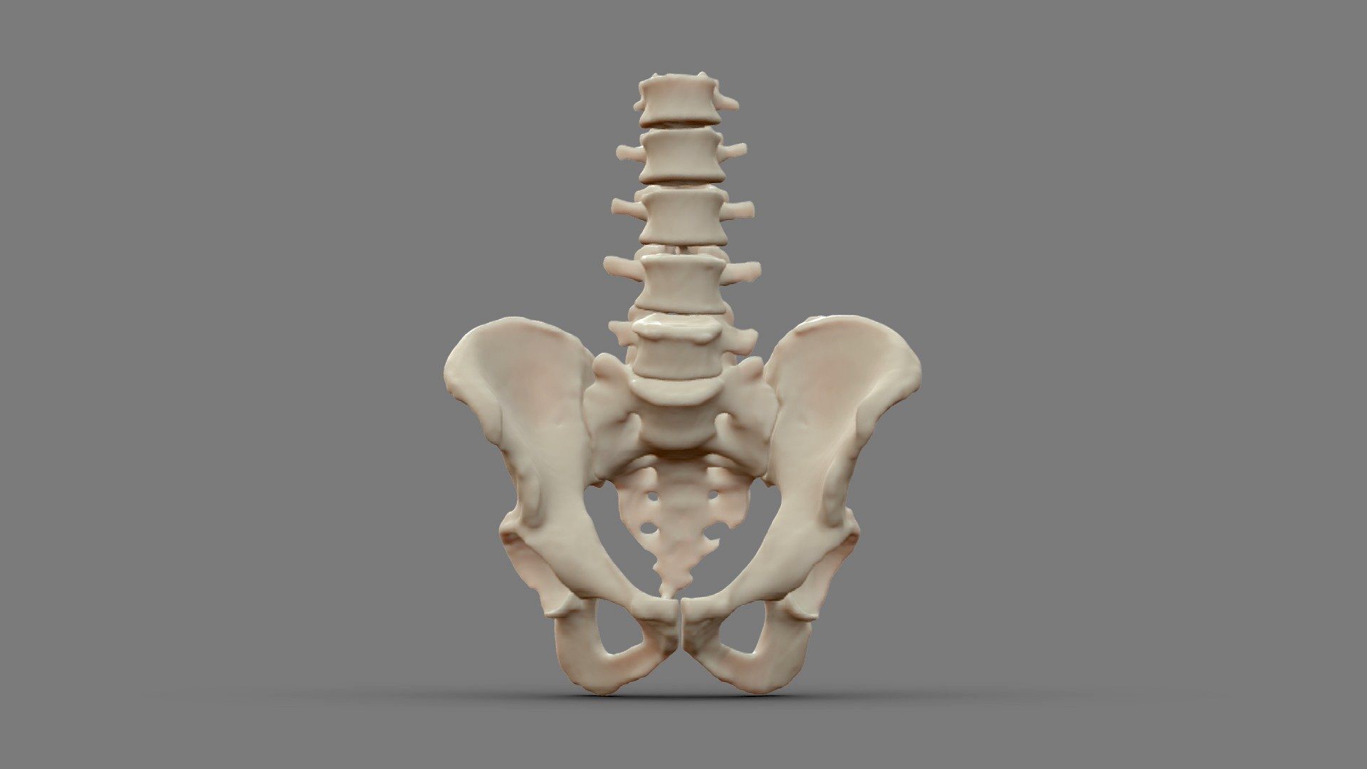 Sacrum with 6 Segments 3d model