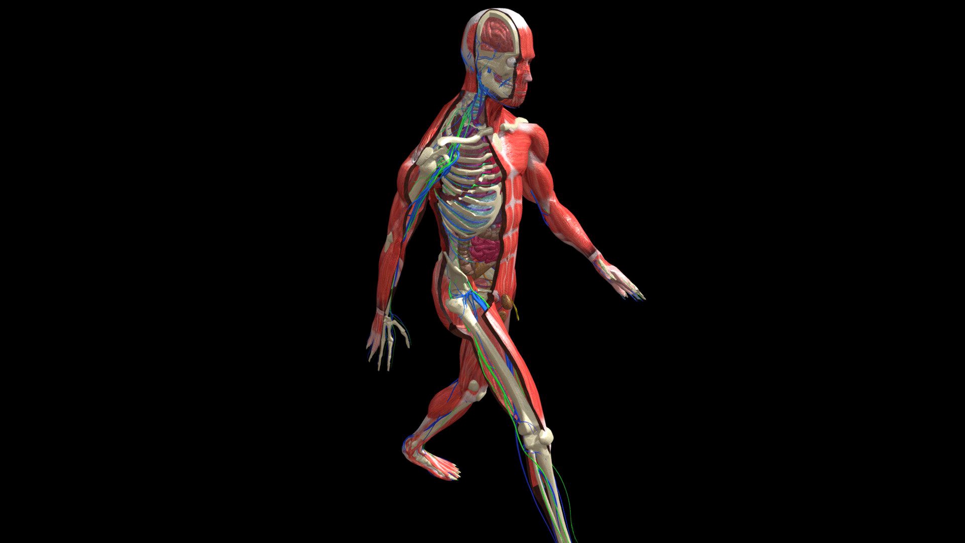 Anatomy Human Body Dissection Animation walkng 3d model