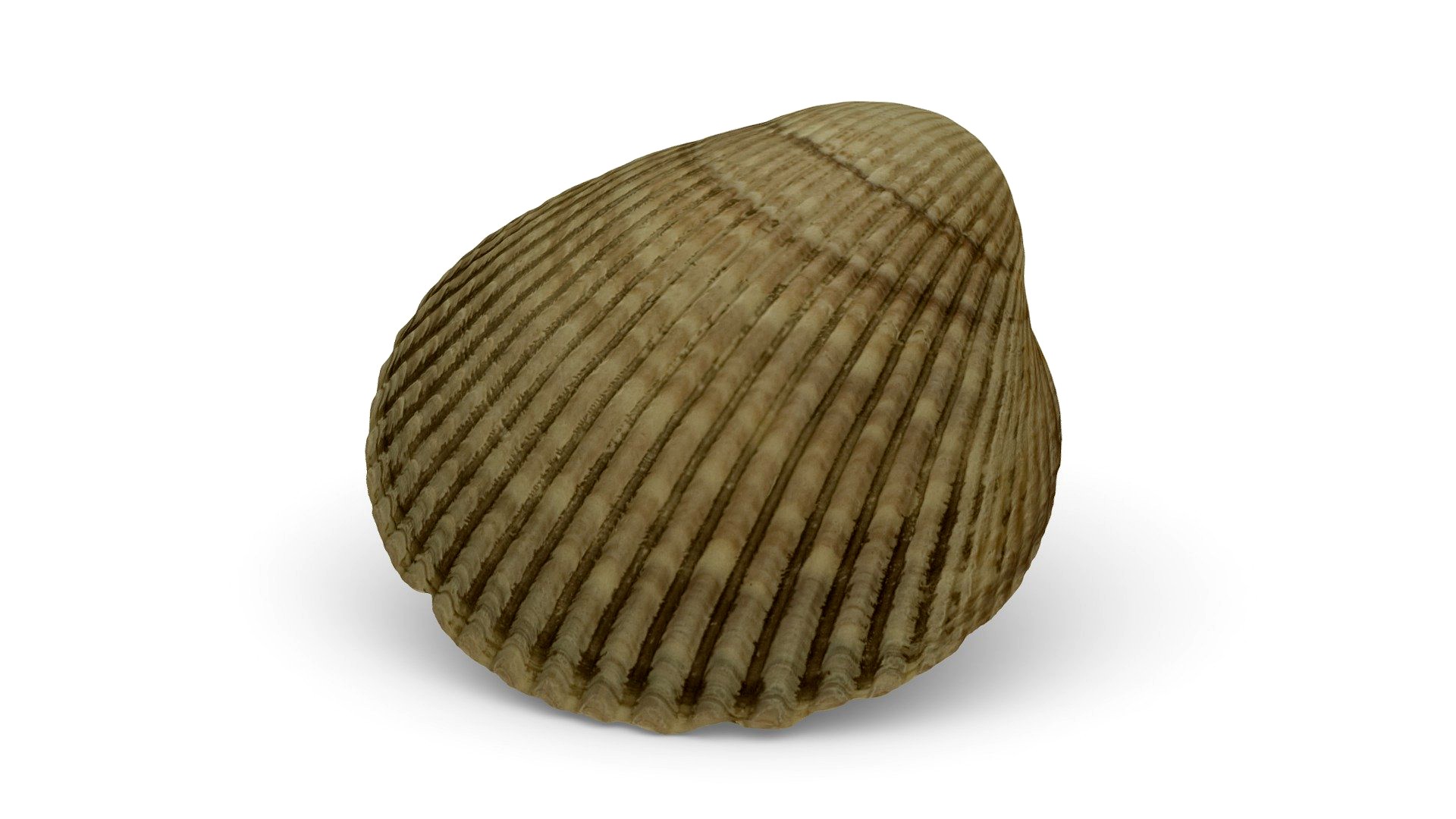Clam shell 3d model
