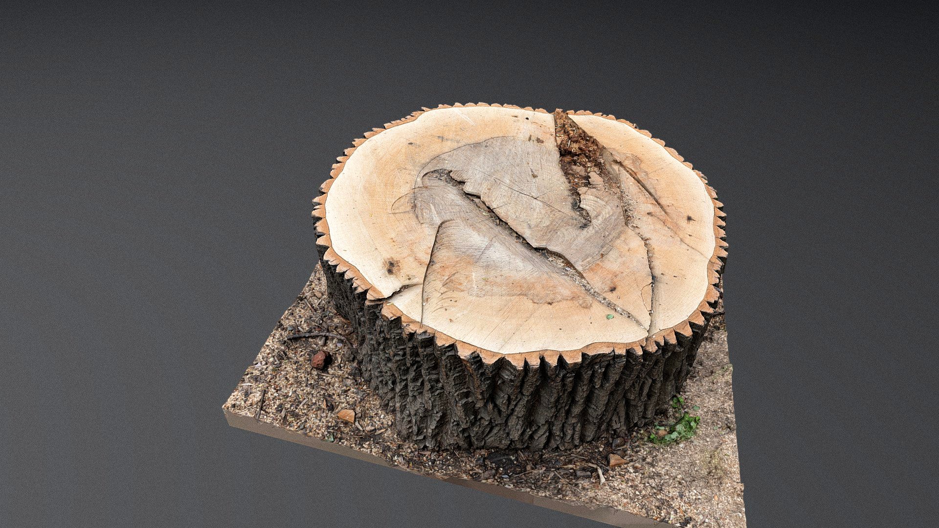 Cut oak tree stump 3d model