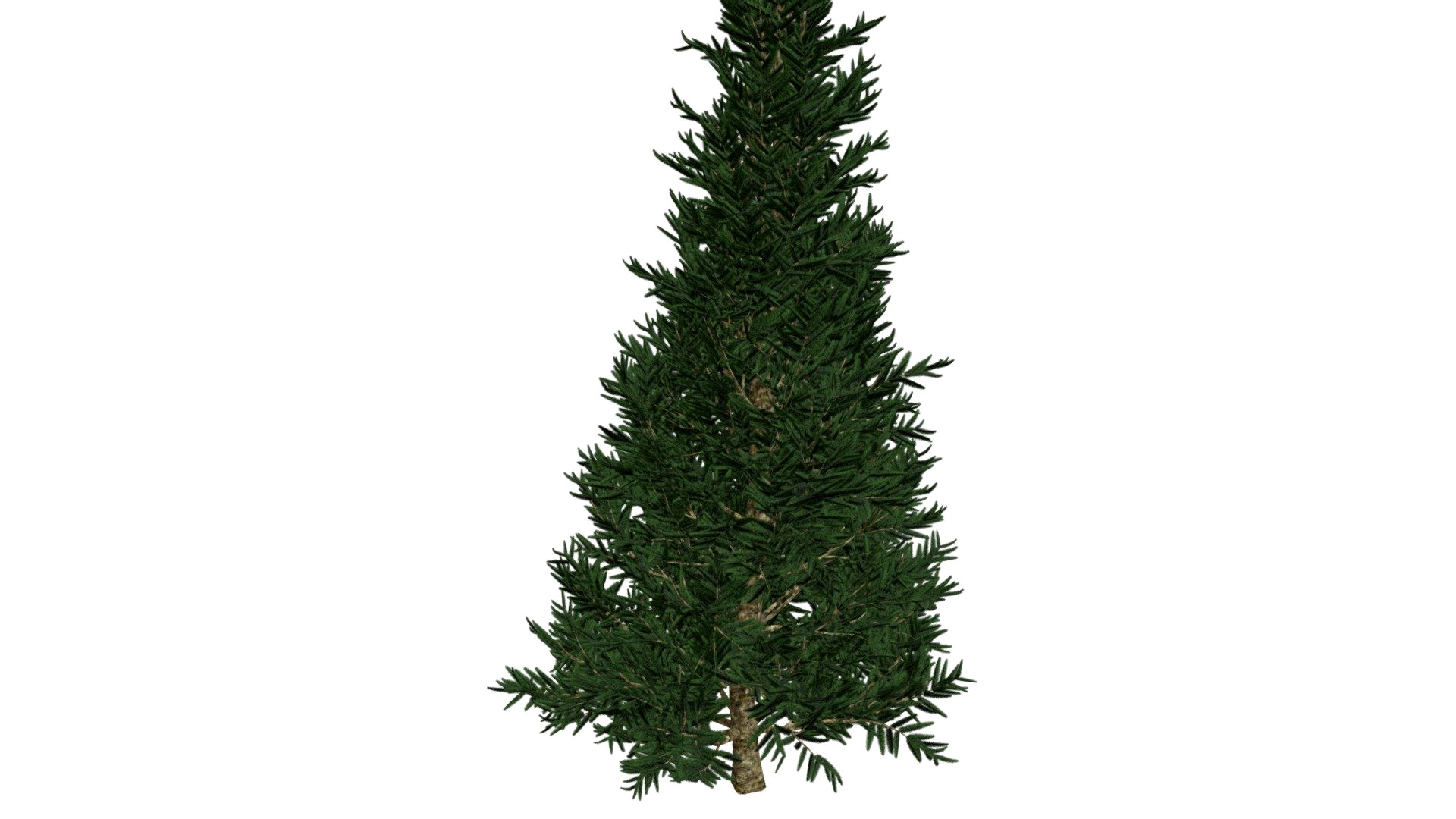 Fraser Fir Tree #10 3d model