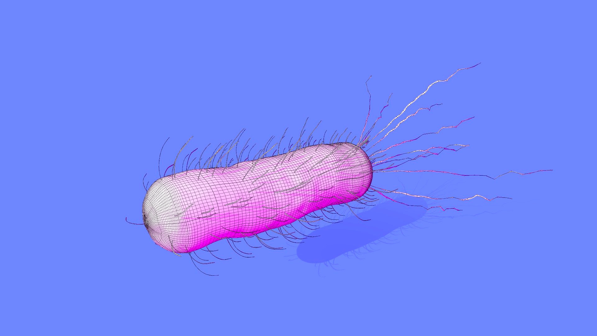 Bacteria 3d model