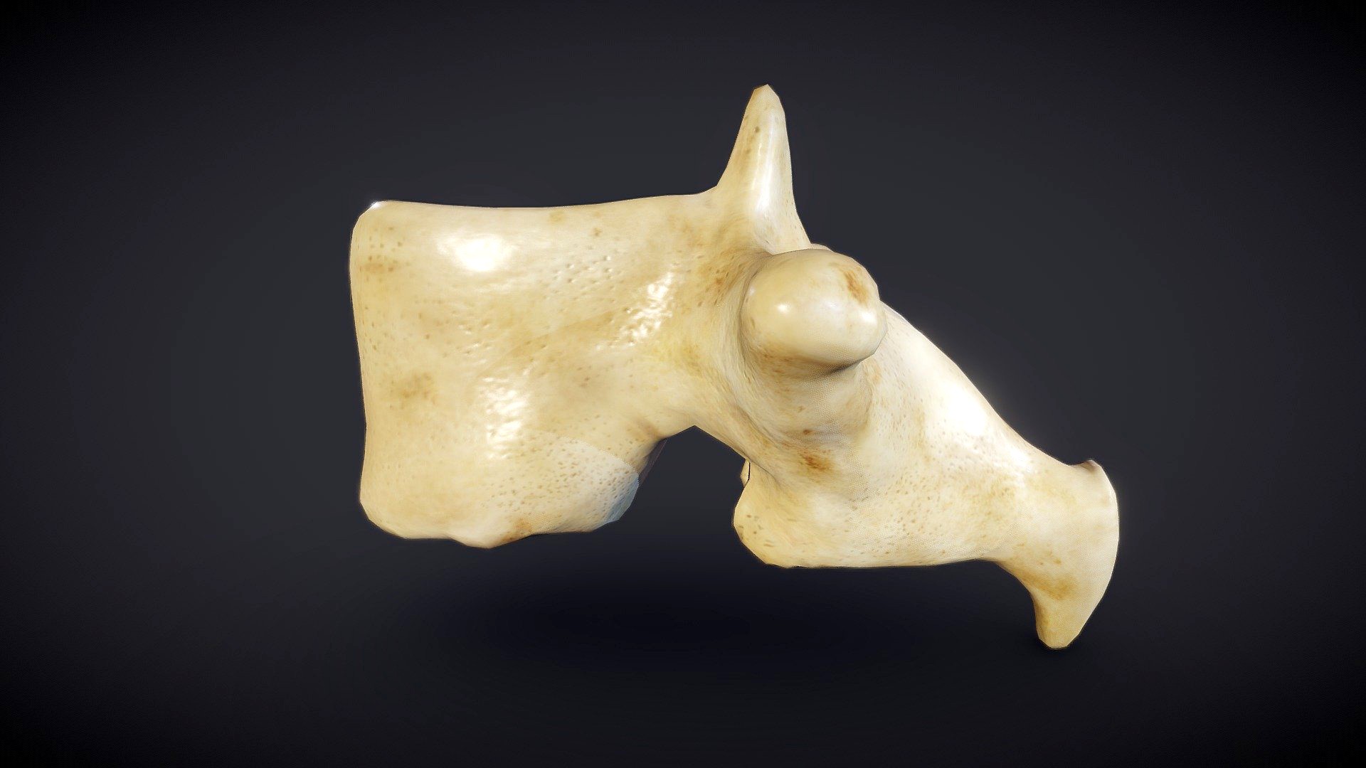 Human Lumber Vertebra 3d model