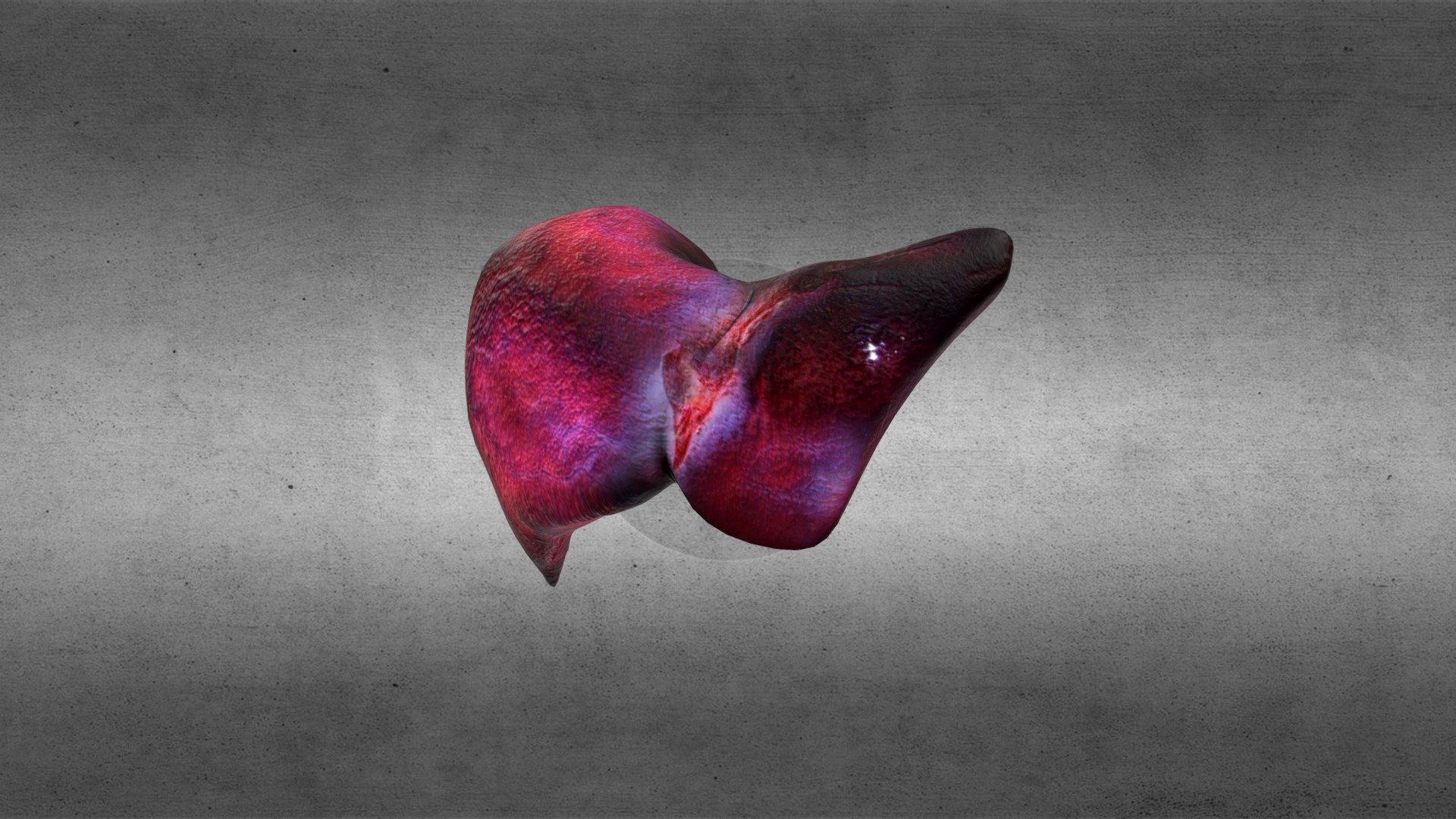 Human Liver Anatomy 3d model