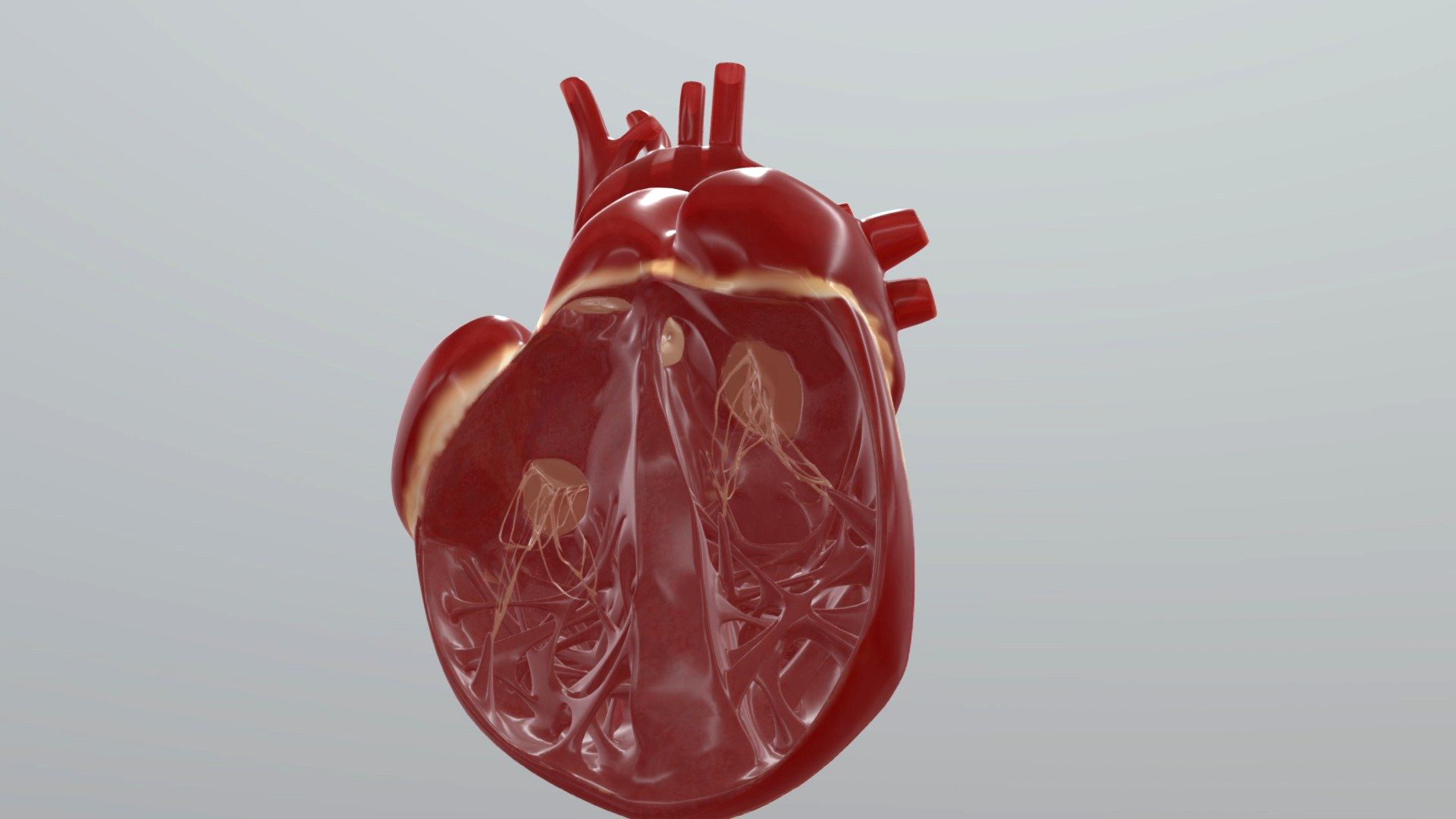 Heart: Cross Section 3d model