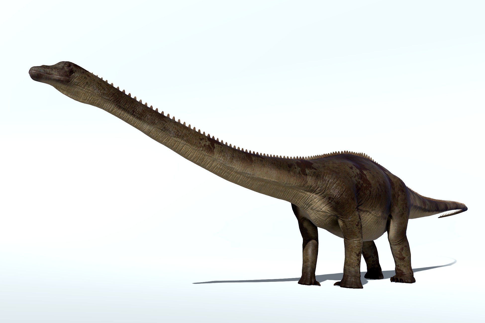 Diplodocus dinosaur 3d model