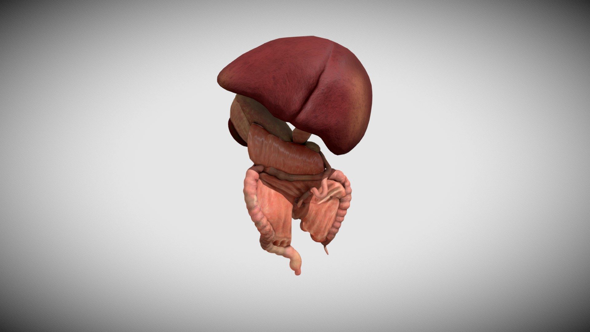 Fetal digestive system week sixteen (week 16) 3d model