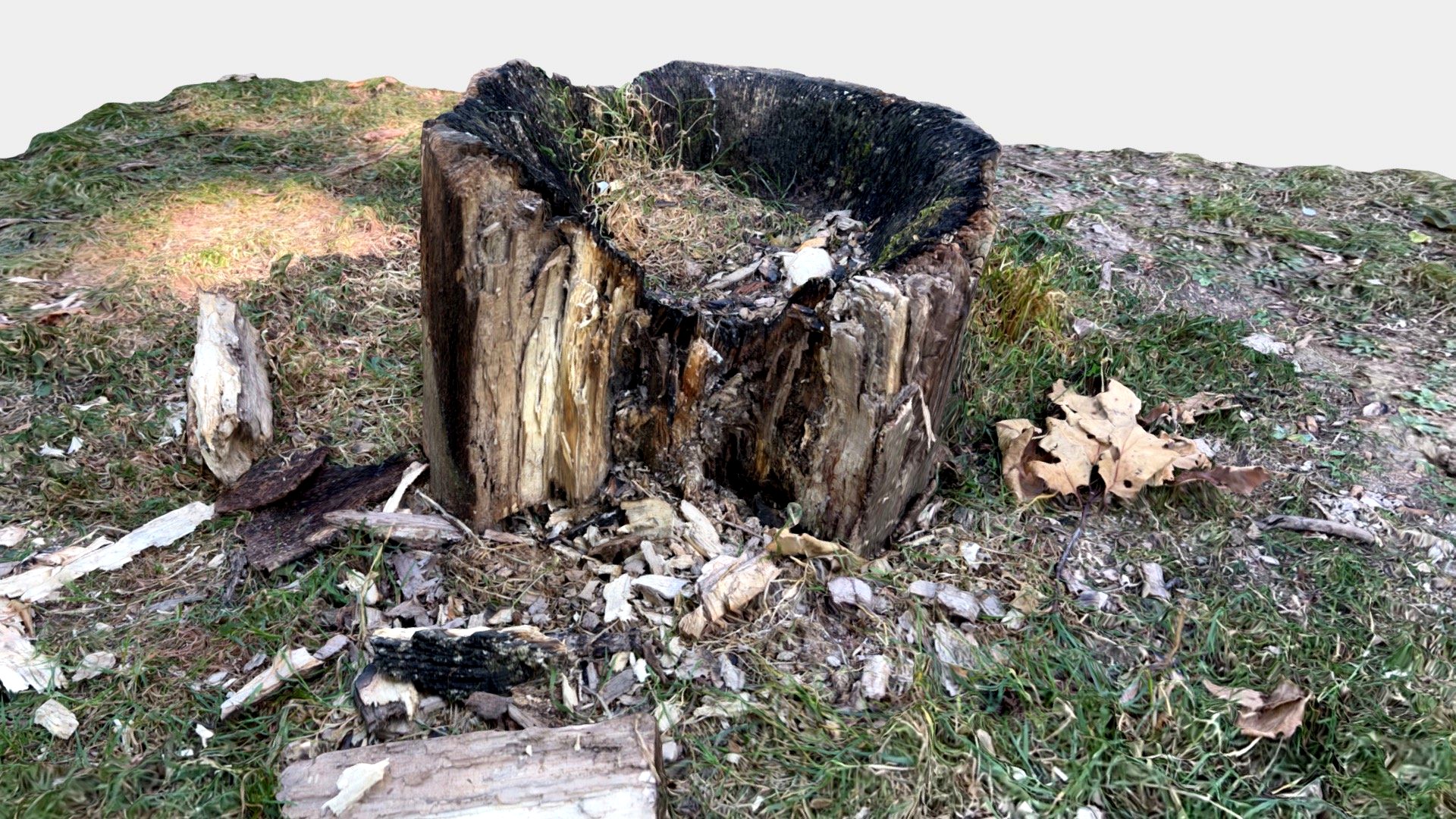 Realistic 3D Tree Stump Model