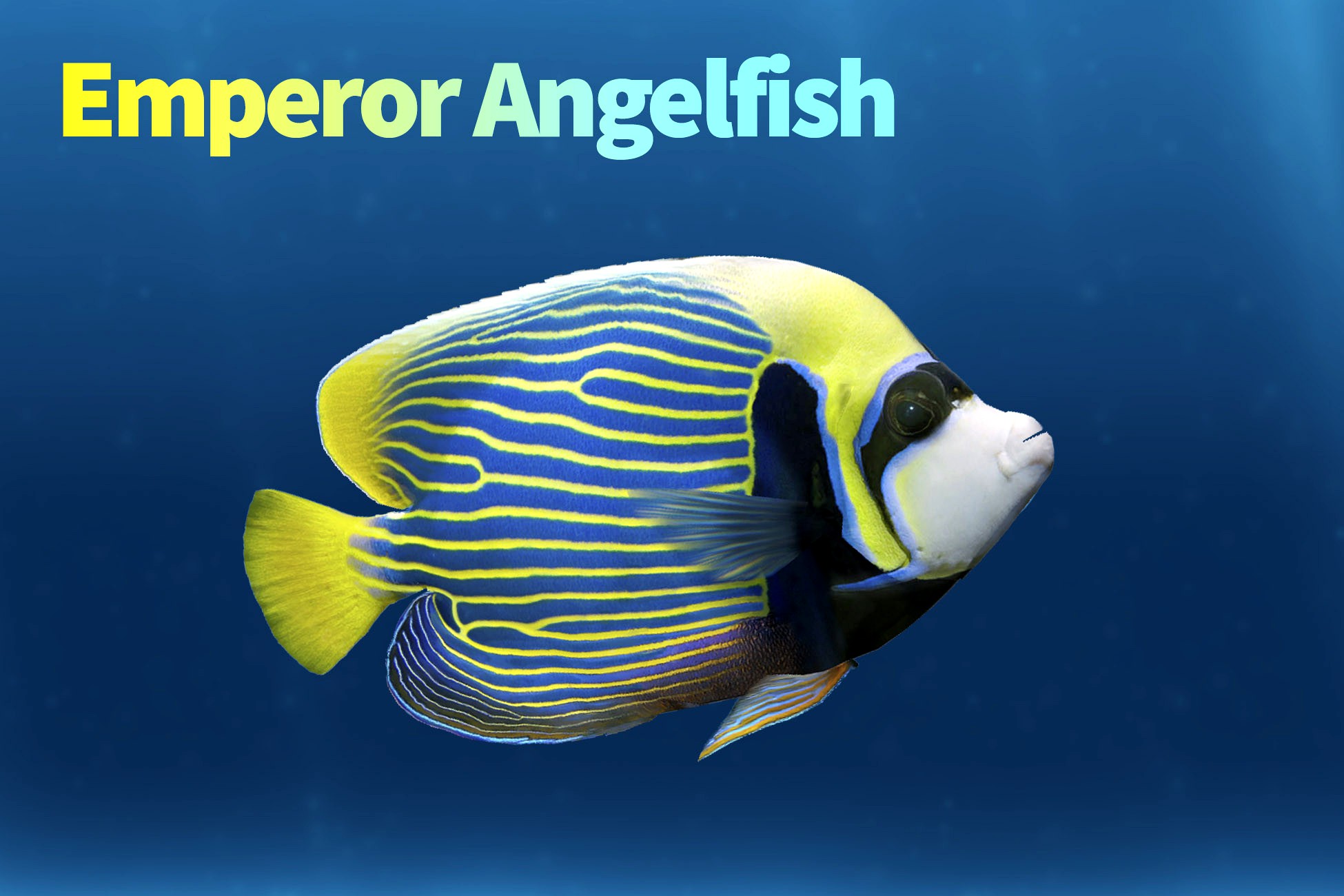Emperor Angelfish 3d model