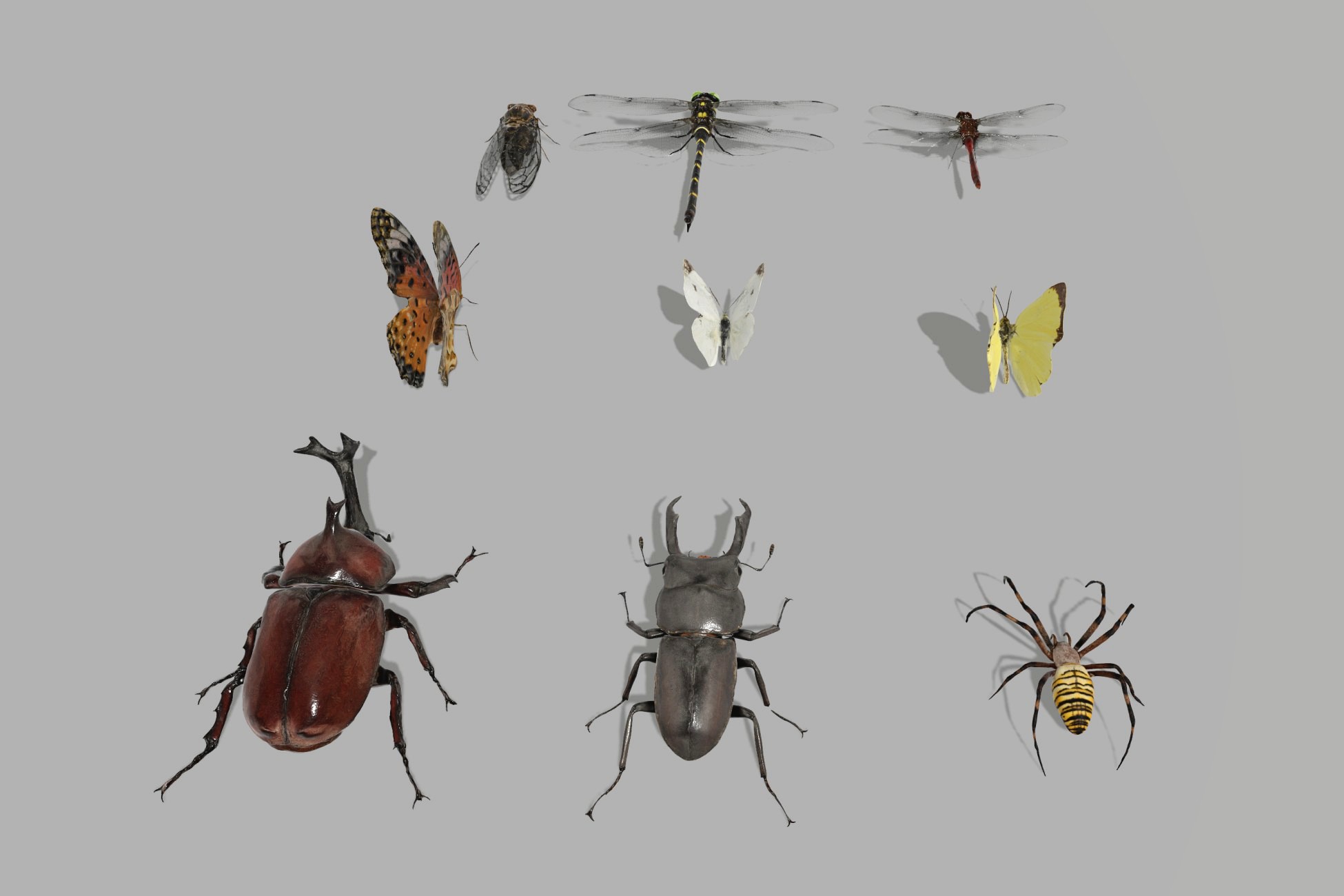 Japanese Insect Pack 3d model