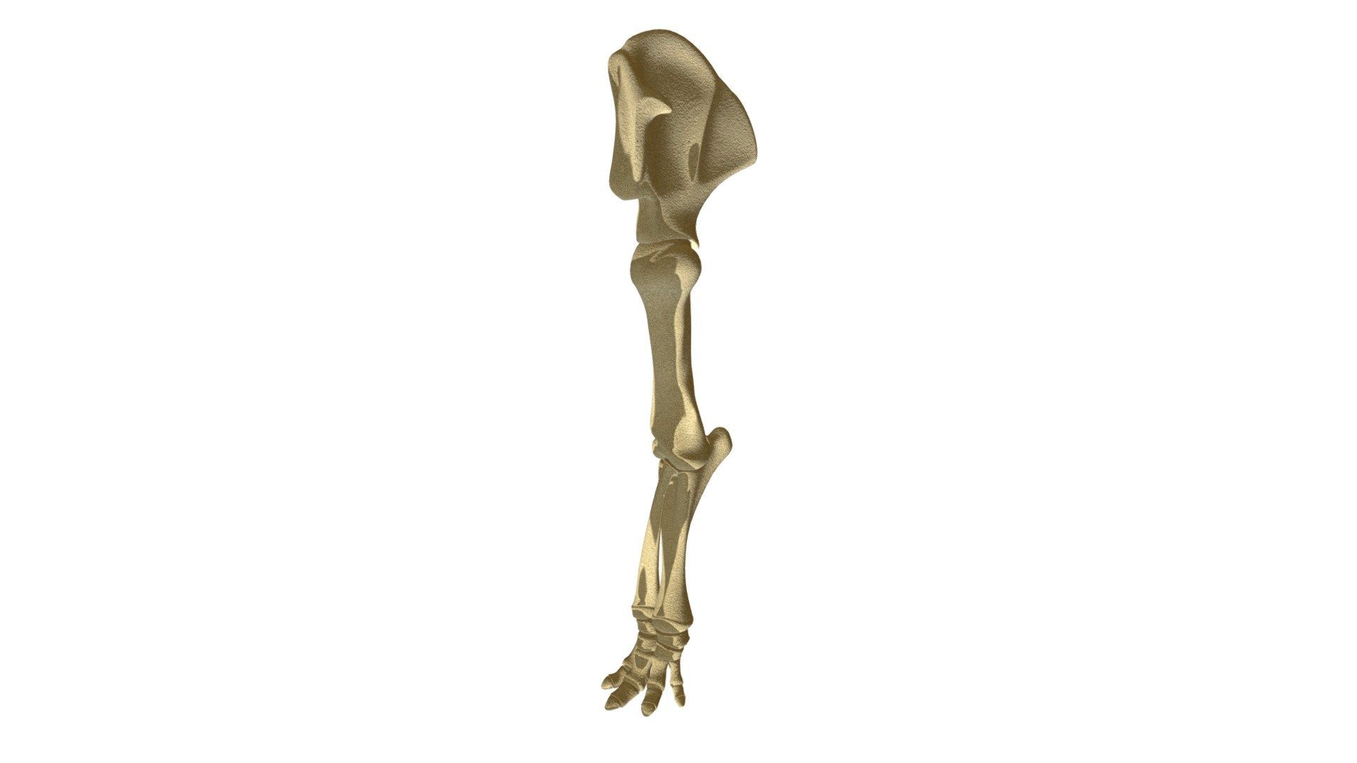 Elephant Leg Skeleton 3d model