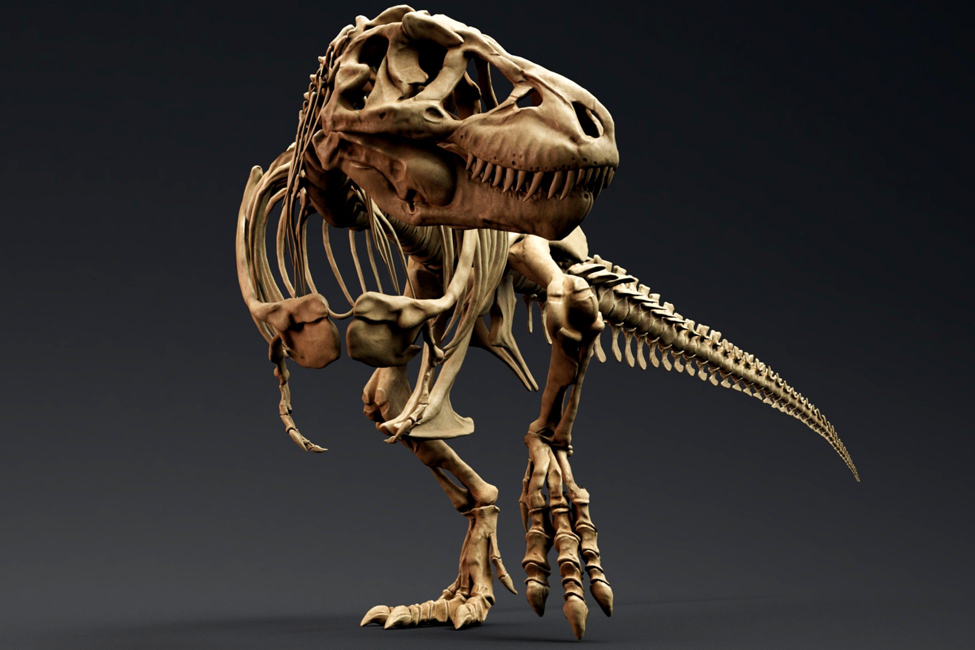 Tyrannosaurus Rex Sue Skeleton 3d model