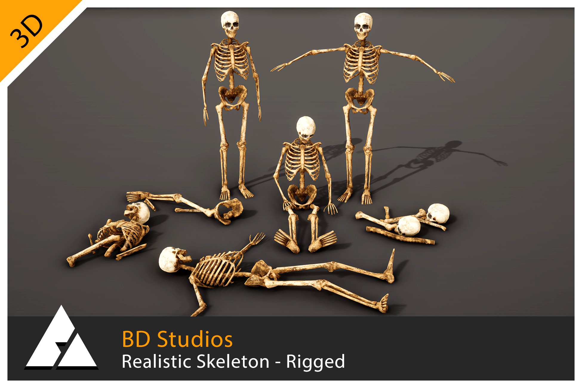 Realistic Skeleton - Rigged 3d model