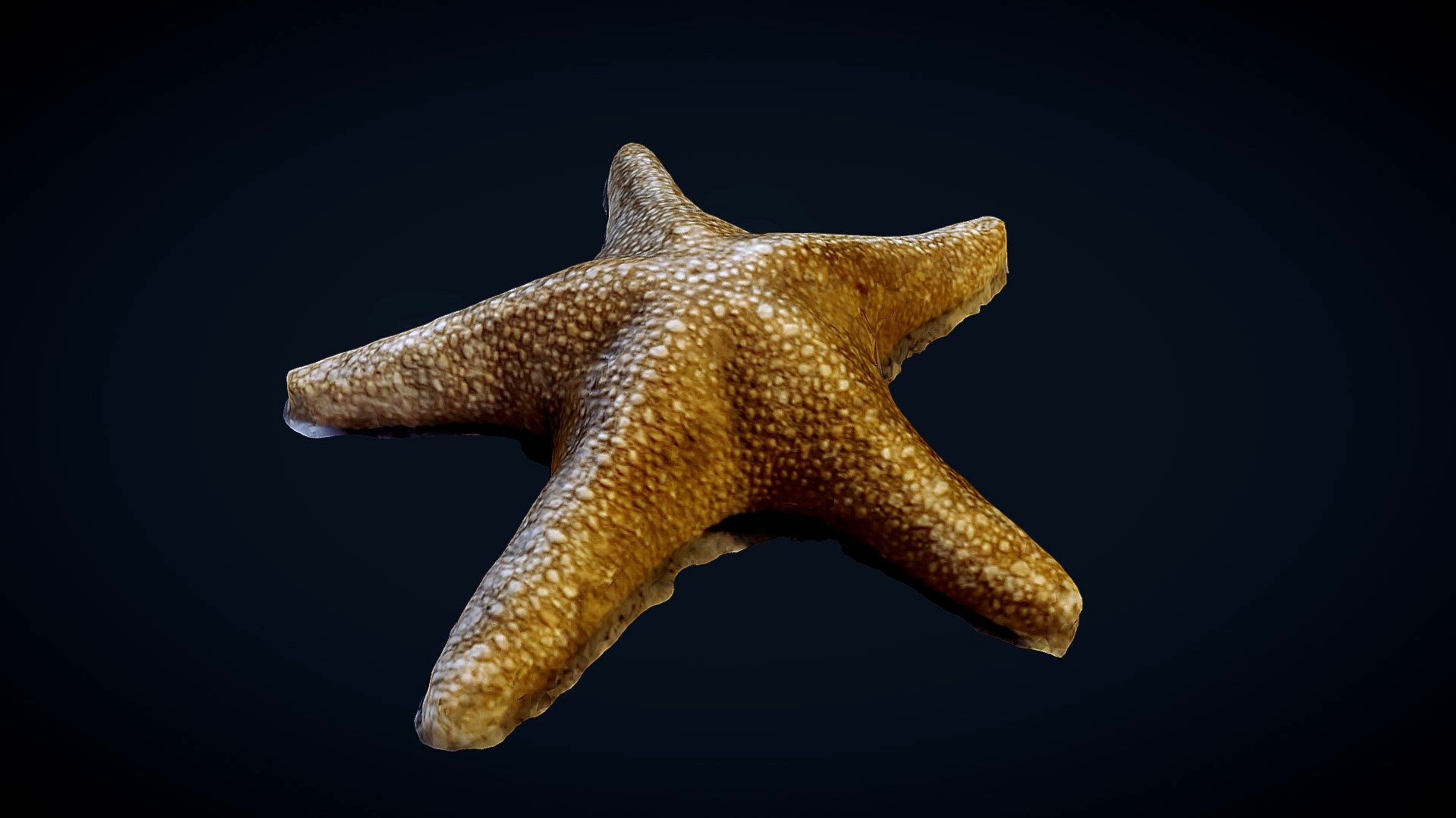 StarFish 3D scan model