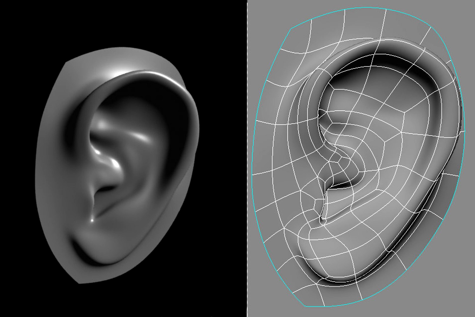 Human Ear 3d model