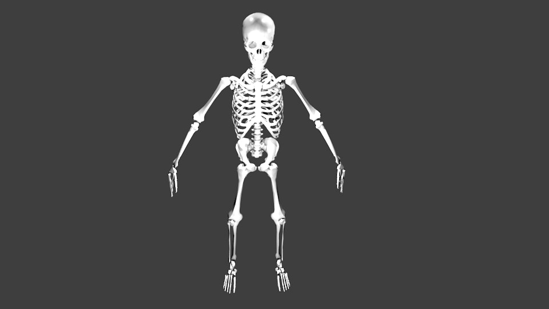 Human Skeleton 3d model