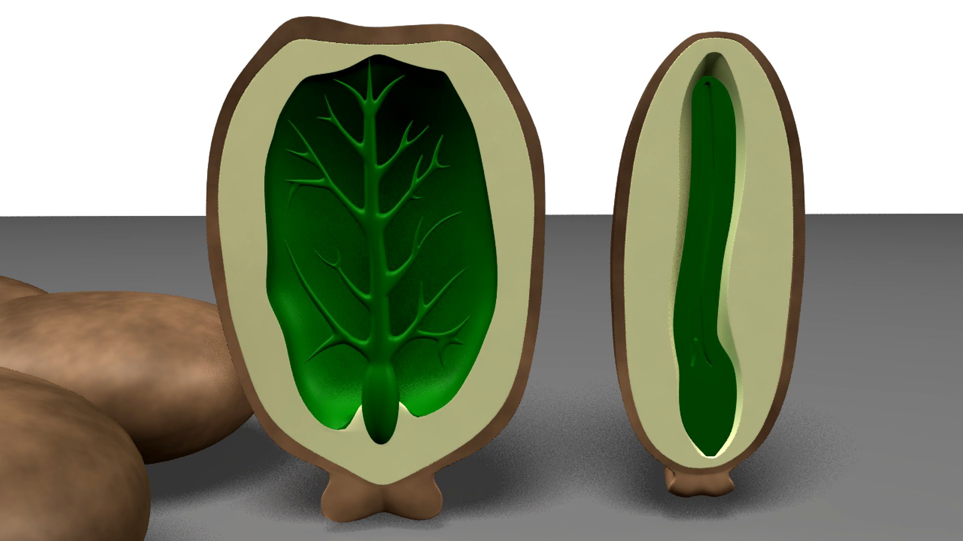 Endosperm of Castor Seed 3d model