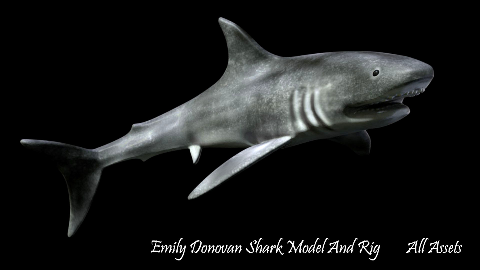 Shark 3d model