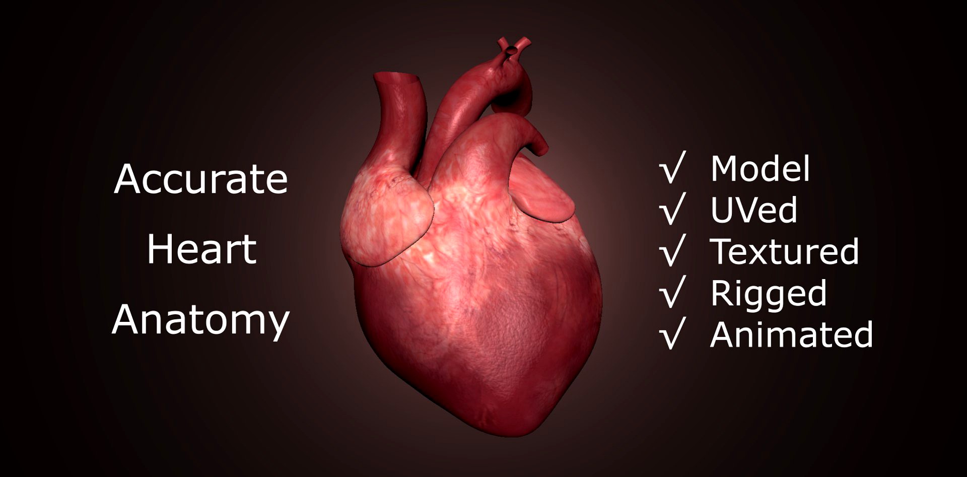 Human Heart Anatomy 3d model