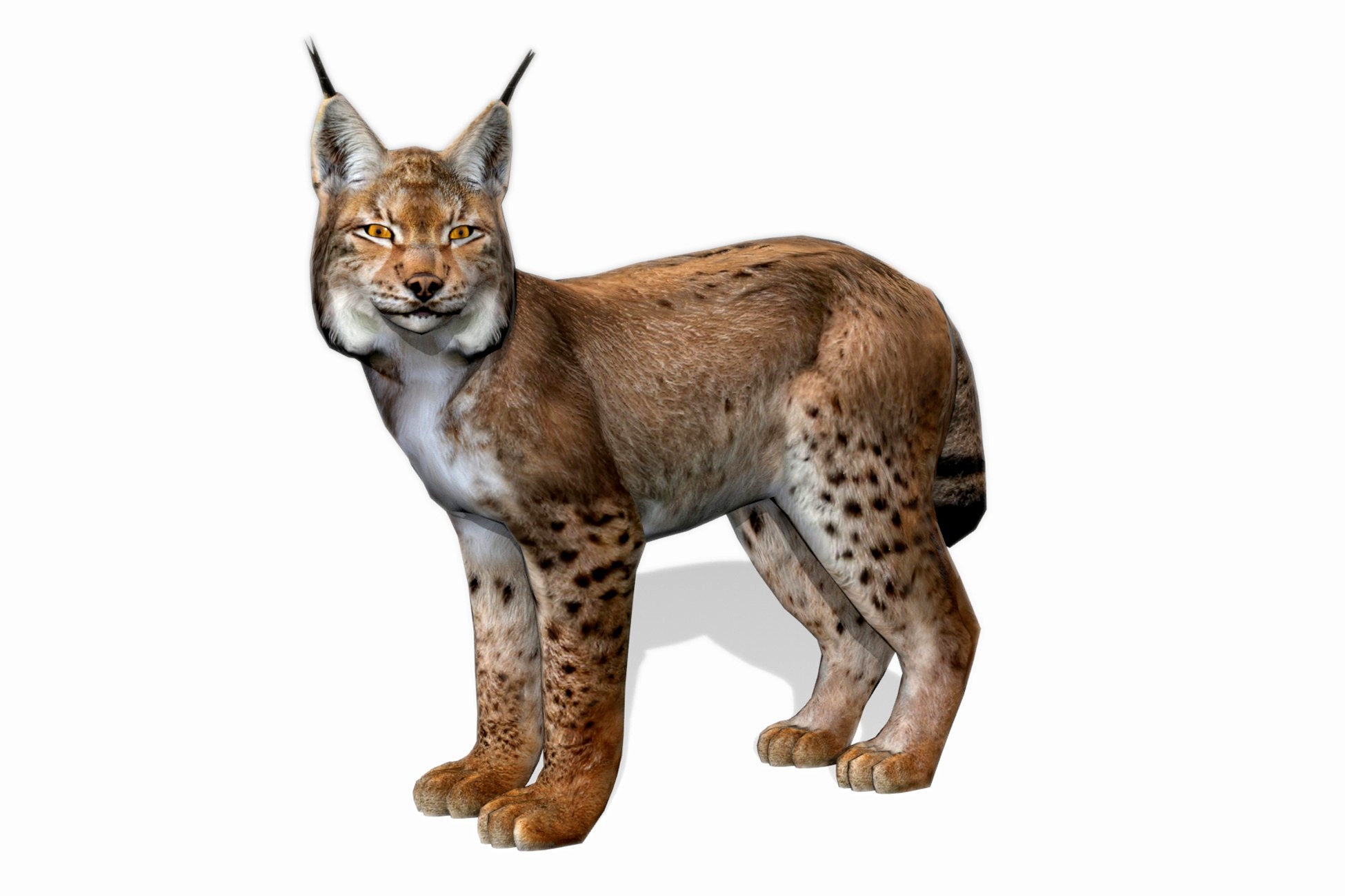 Lynx Animated 3d model