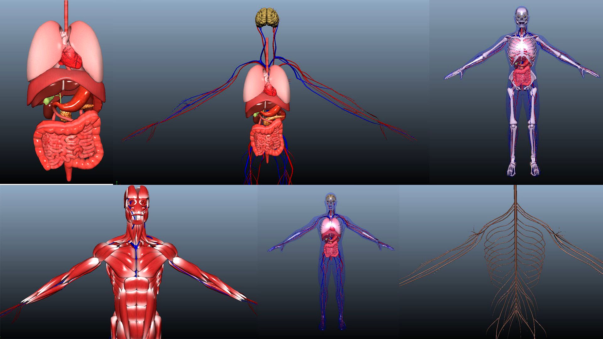 Low poly Human rigged anatomy 3d model