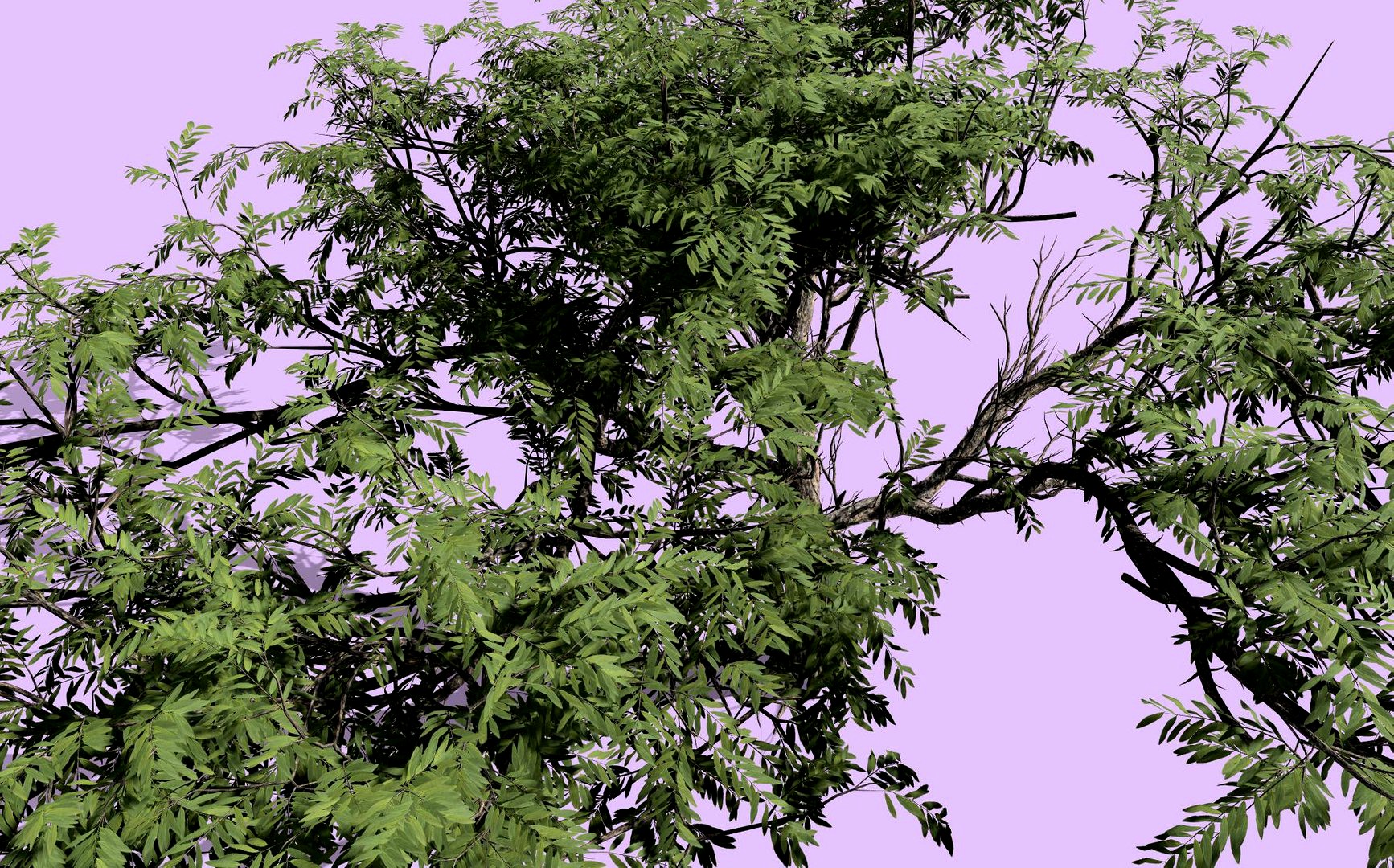 Acacia Tree 3d model