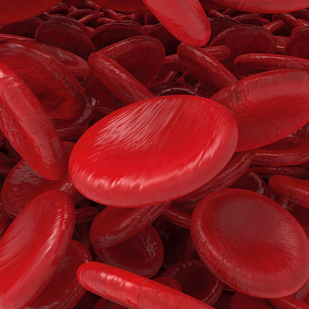 Red blood cells 3d model