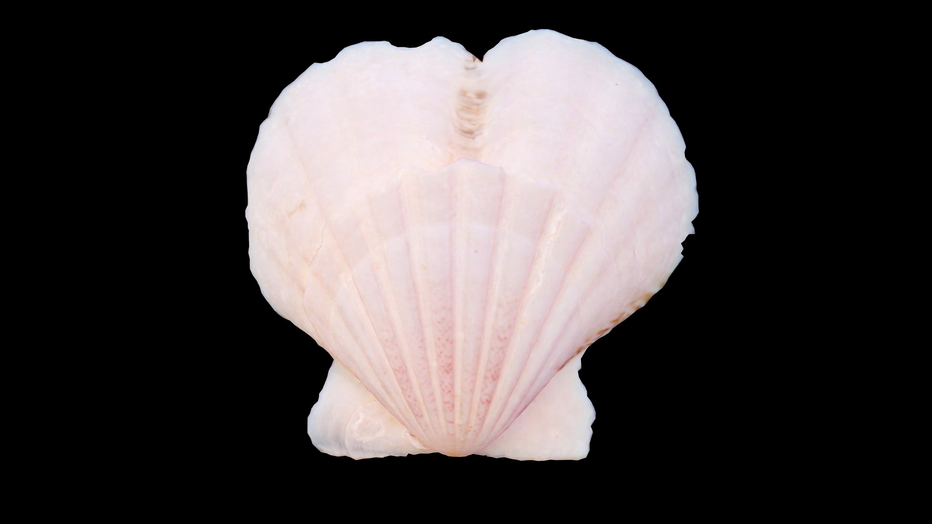Scallop Sea Shell 3d model