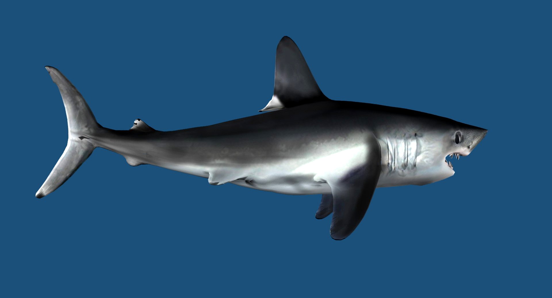 Shark 3d model