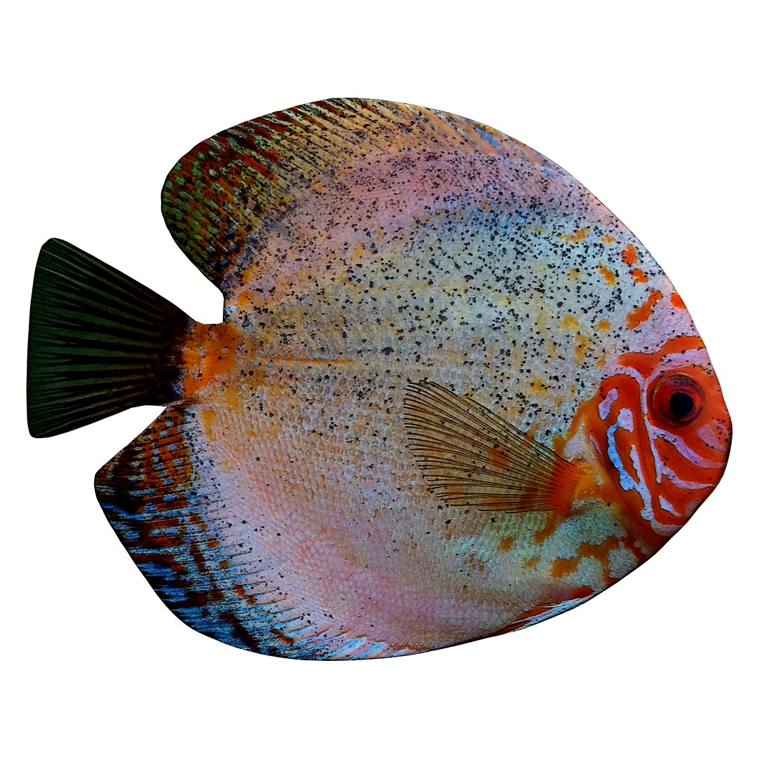 Discus fish 3d model