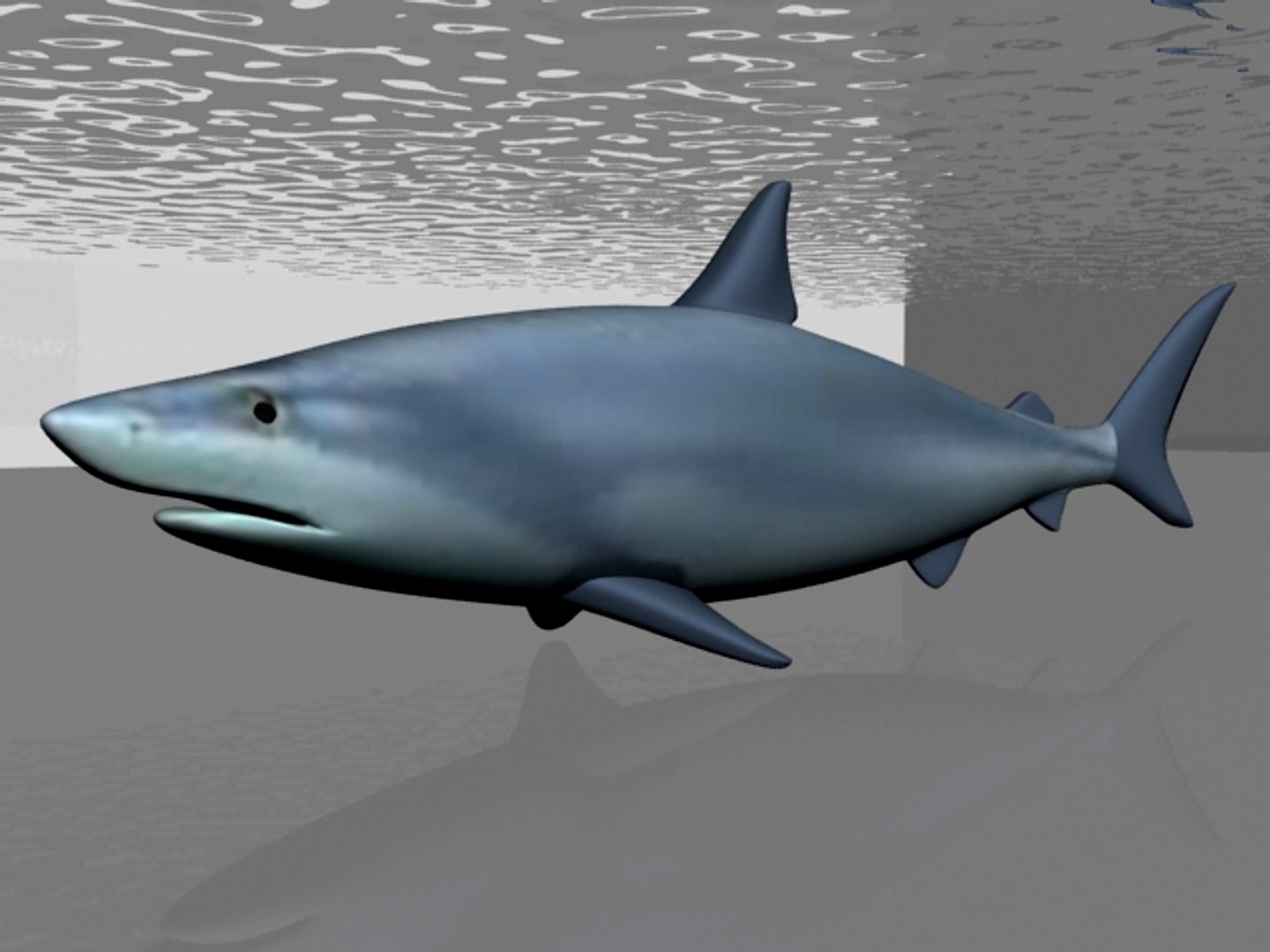 Shark 3d model