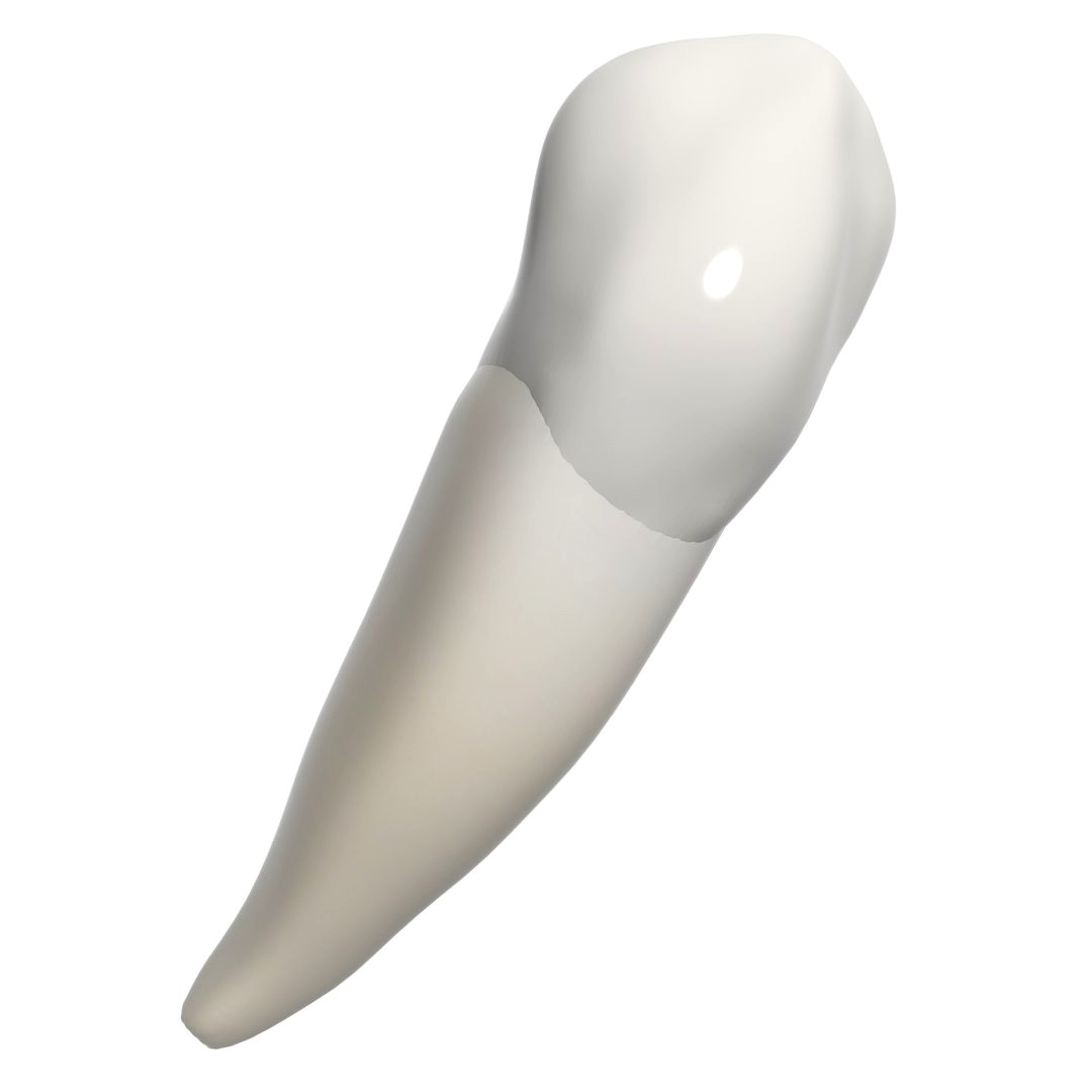 Lower First Premolar 3d model